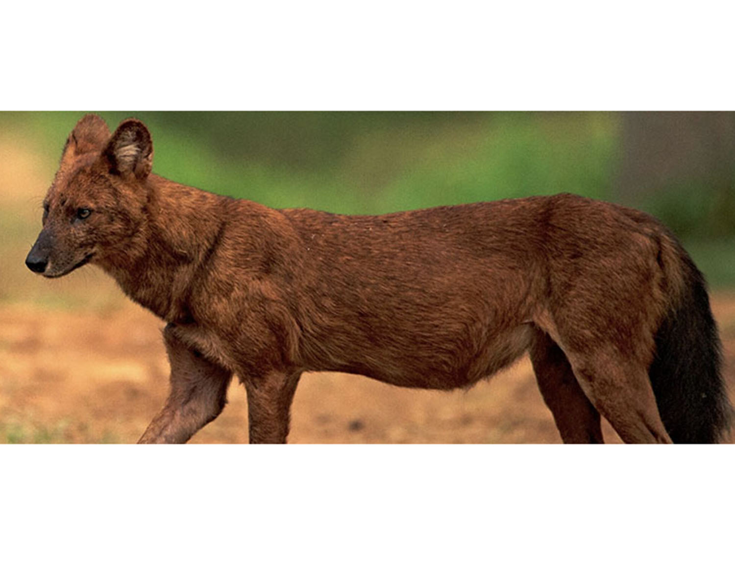 Nepal launches plan to boost science, awareness to save dholes