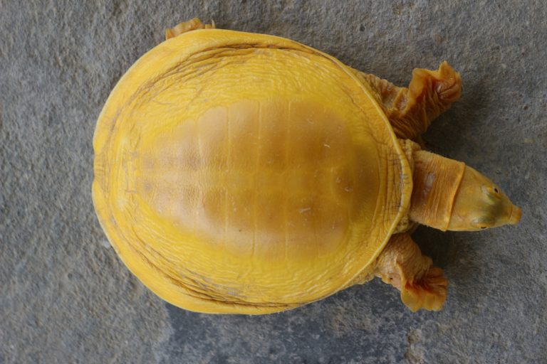 The Rare Golden Turtle