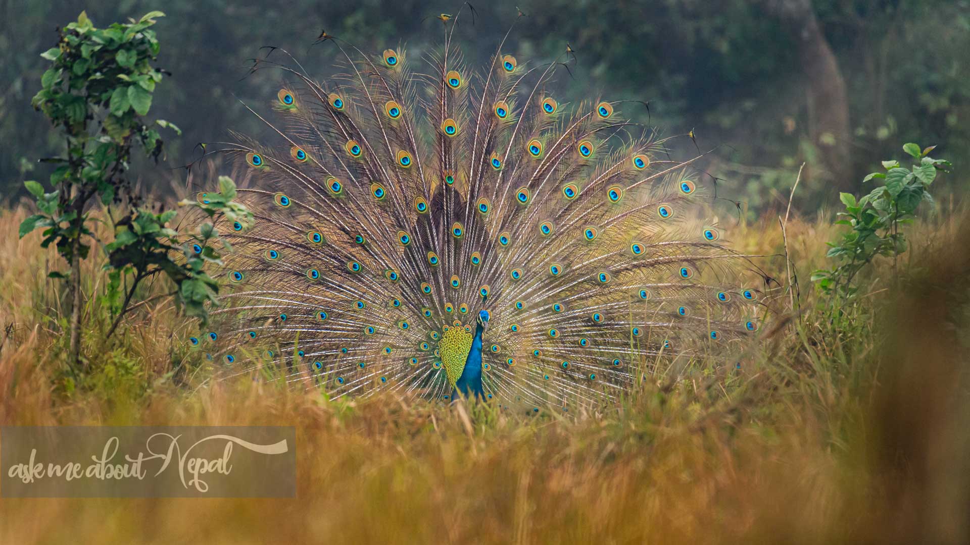 An Indian Peacock at Chitwan National Park.
