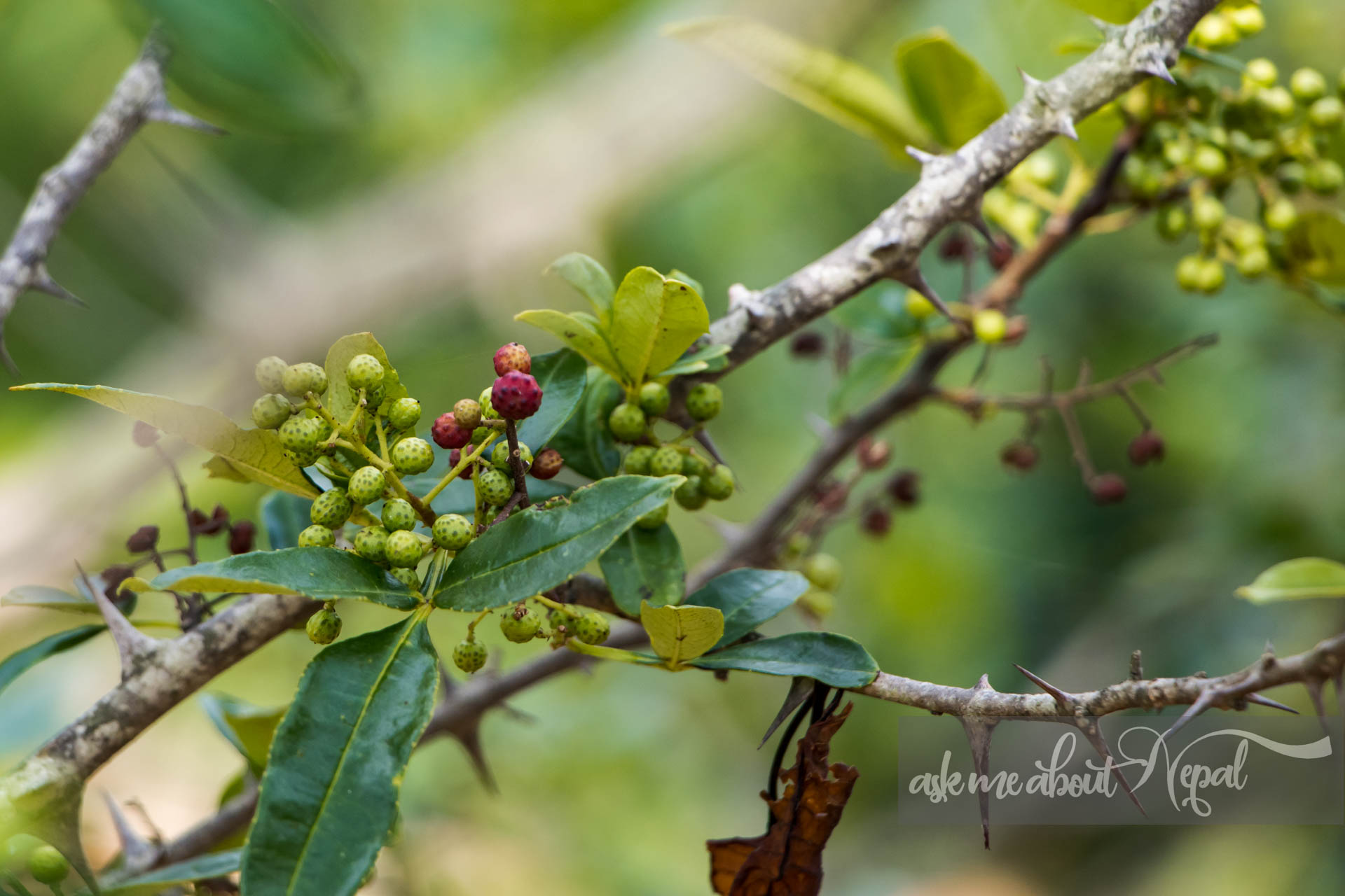 Timur, The Toothache Berry