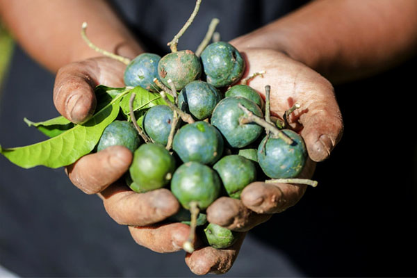 Sacred Rudraksha of Nepal