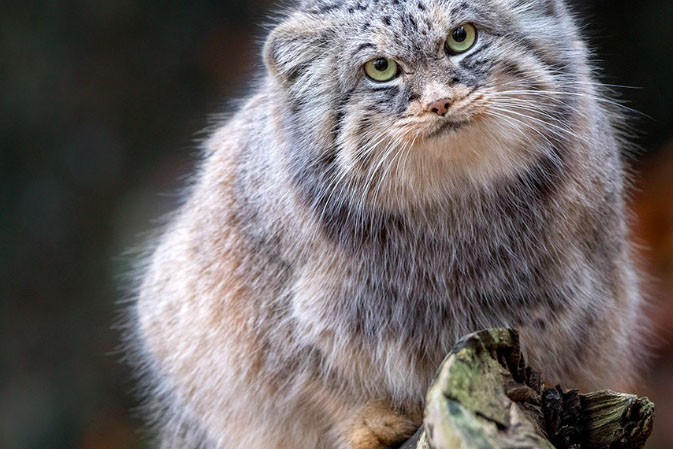 ‘Grumpiest cat’ leaves its calling card on the world’s highest mountain