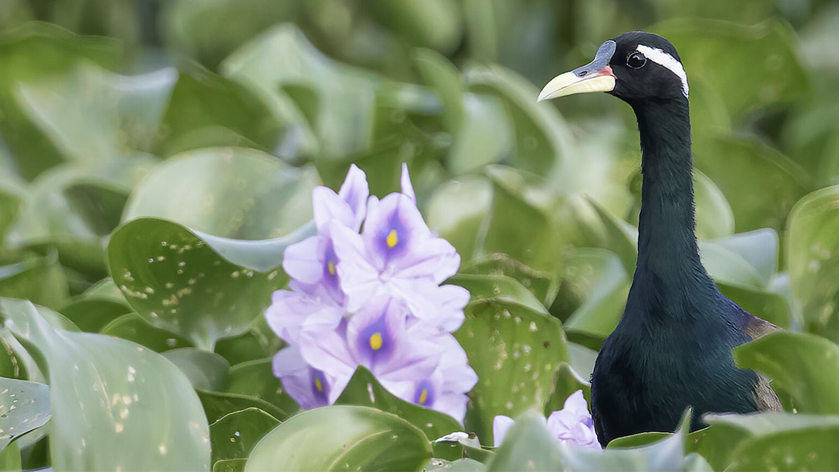 Nepal’s Water Hyacinth Helps Exotic Fish Invade, Harming Native Species